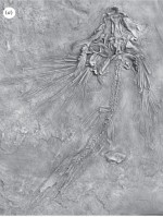 Der erste fliegende Fisch – Hier wohnen Drachen