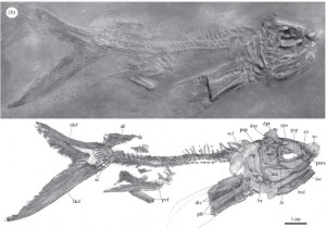 Der erste fliegende Fisch – Hier wohnen Drachen