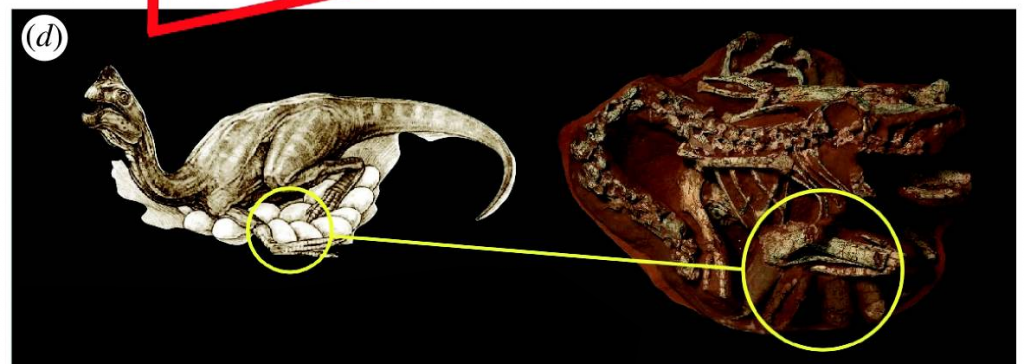 Wann schlüpft ein Dino aus seinem Ei? – Hier wohnen Drachen